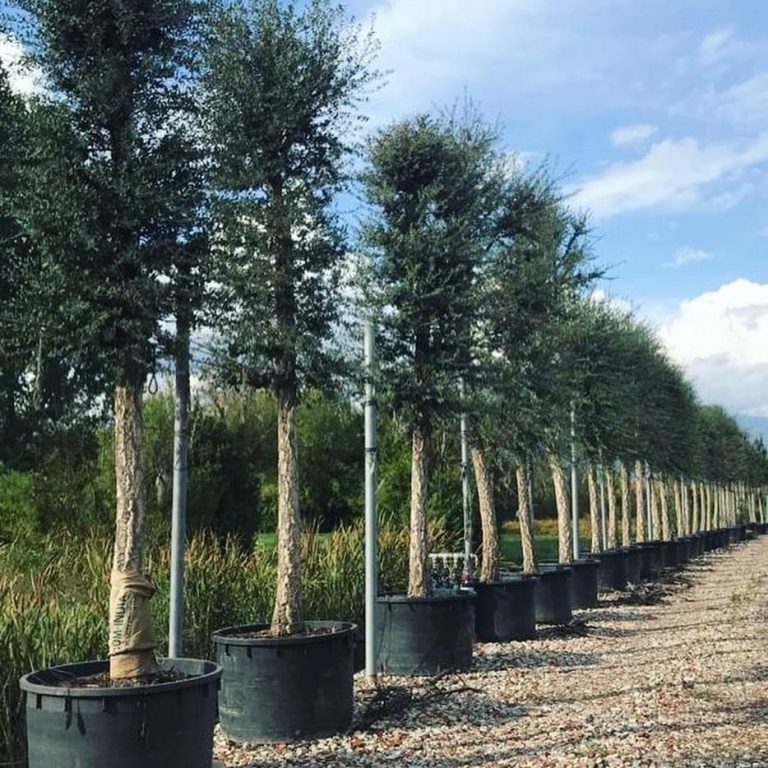 Kurk- en steeneiken – Winterharde olijfbomen, palmbomen en vijgenbomen ...